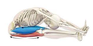 ROM ATTIVO E ROM ARTICOLARE DIFFERENZA – Luca Bertalli